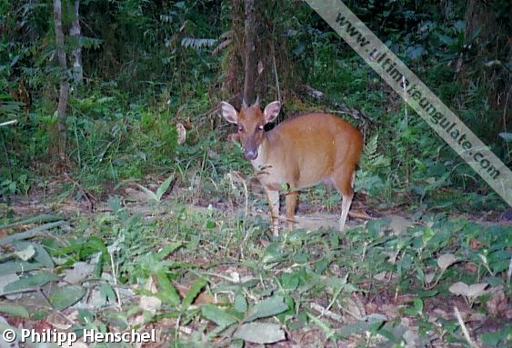 Ogilby's duiker (Cephalophorus ogilbyi) - Quick facts